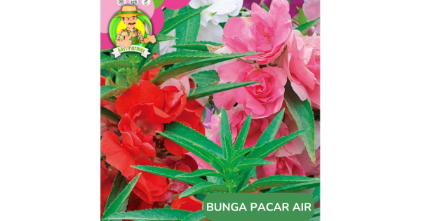 Benih Bunga Pacar Air